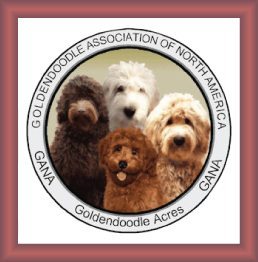 Goldendoodle Association of North America - Goldendoodle Acres