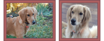 Goldendoodle Coat Types and Textures