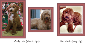 Goldendoodle Coat Types and Textures
