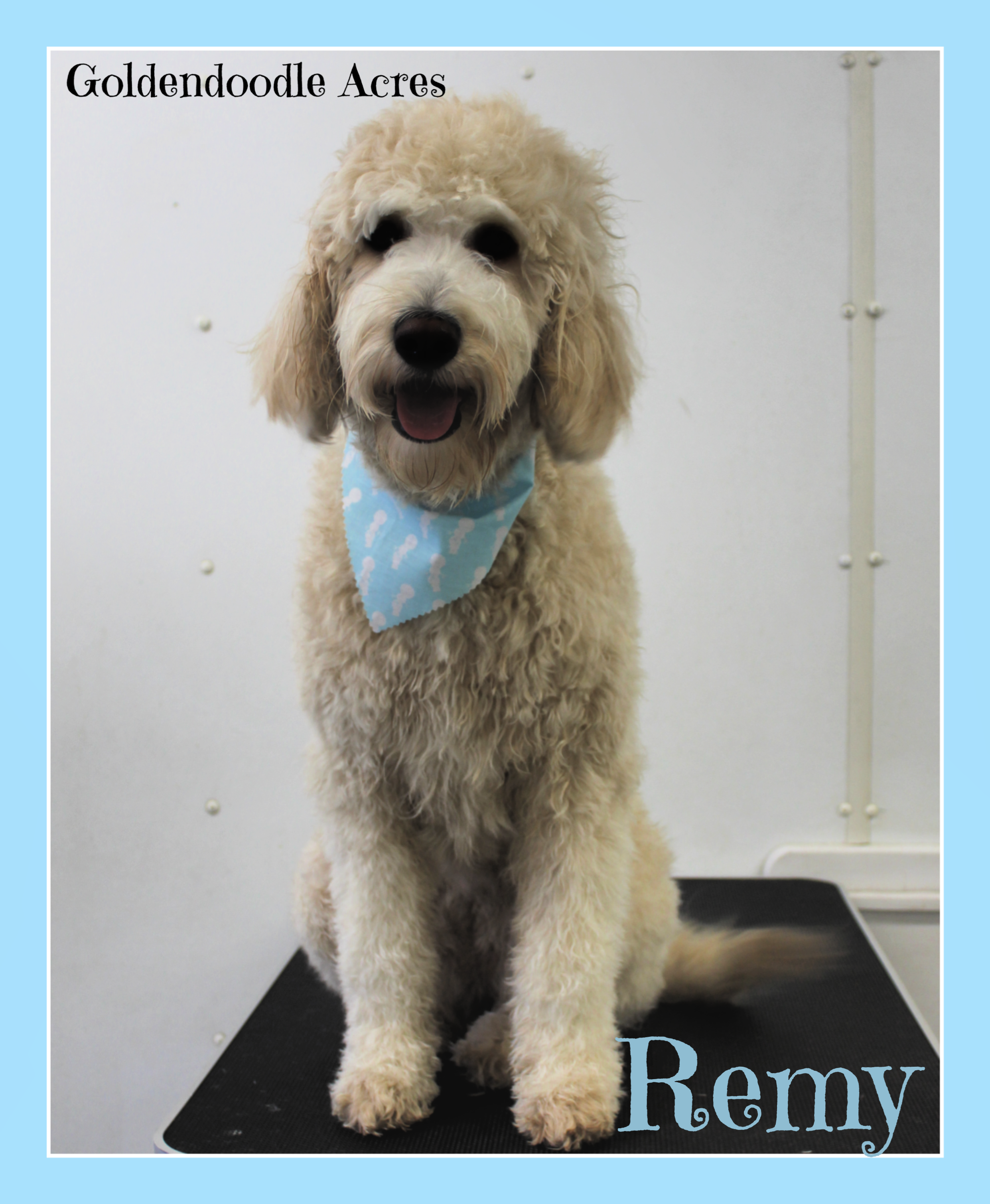 Remy - Goldendoodle Acres