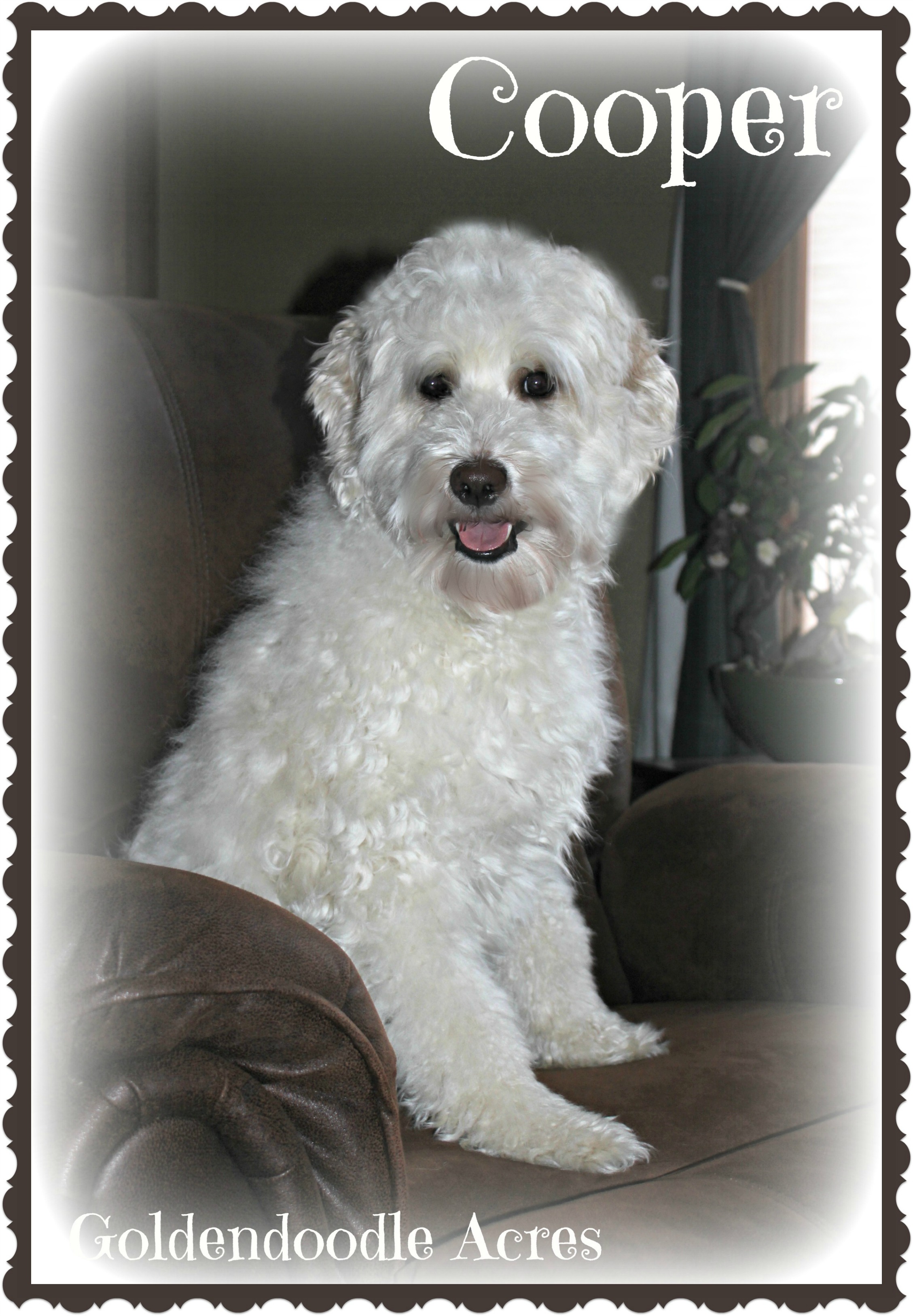 Cooper - Goldendoodle Acres