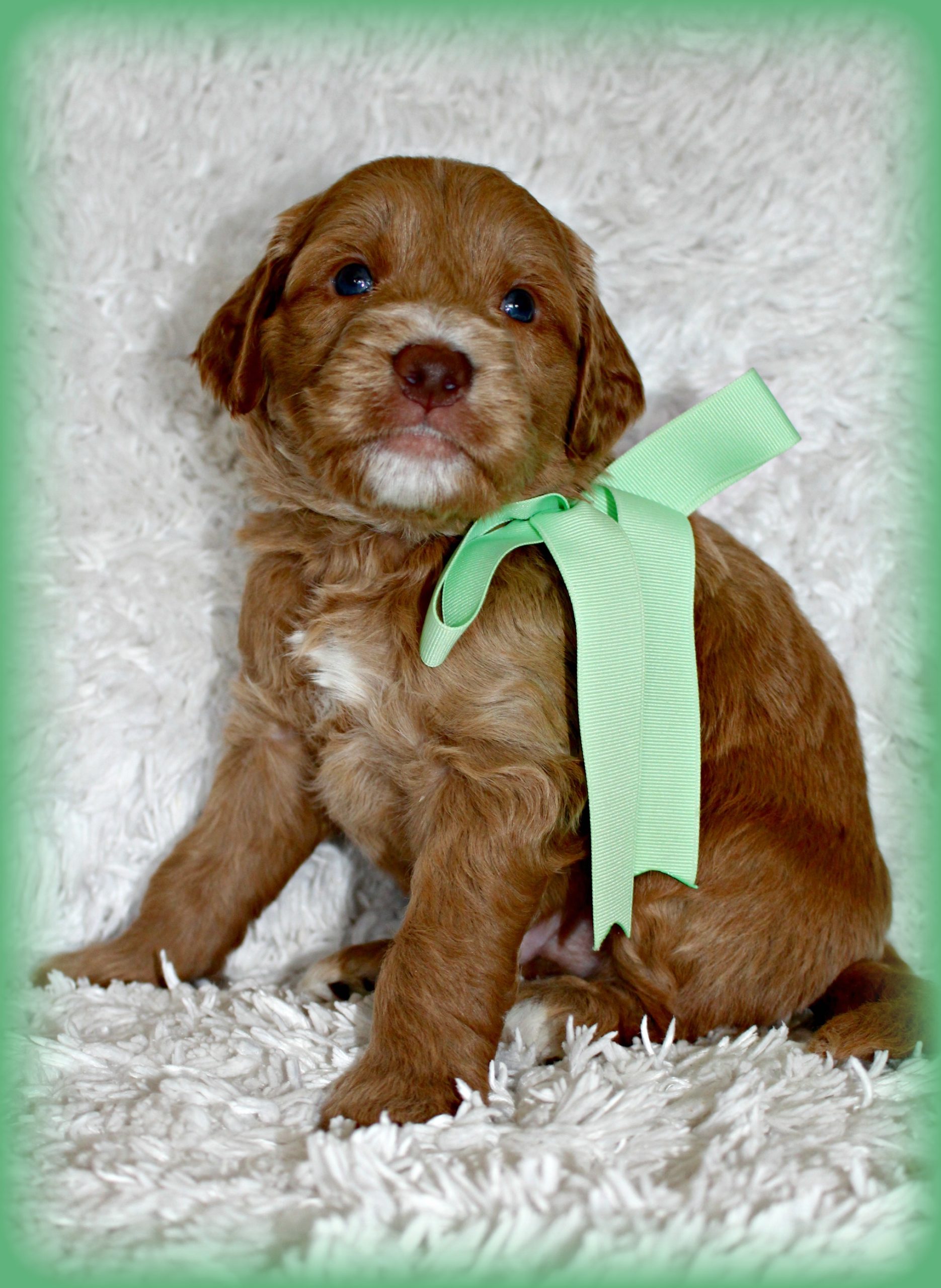 101 - Goldendoodle Acres