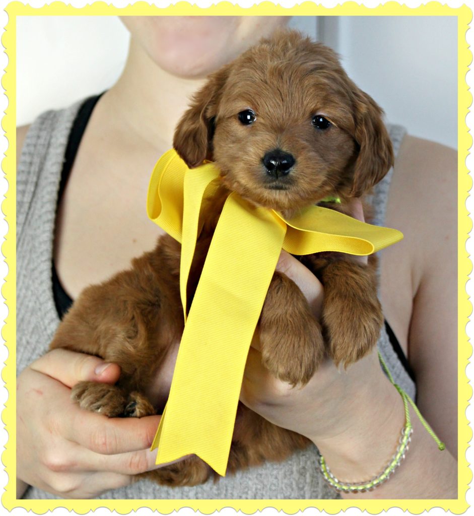 Madison's Yellow 6 Week - Goldendoodle Acres