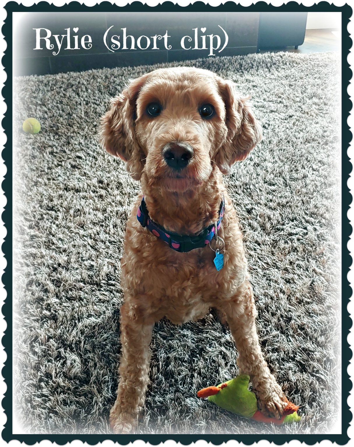 Goldendoodle Coat Types and Textures