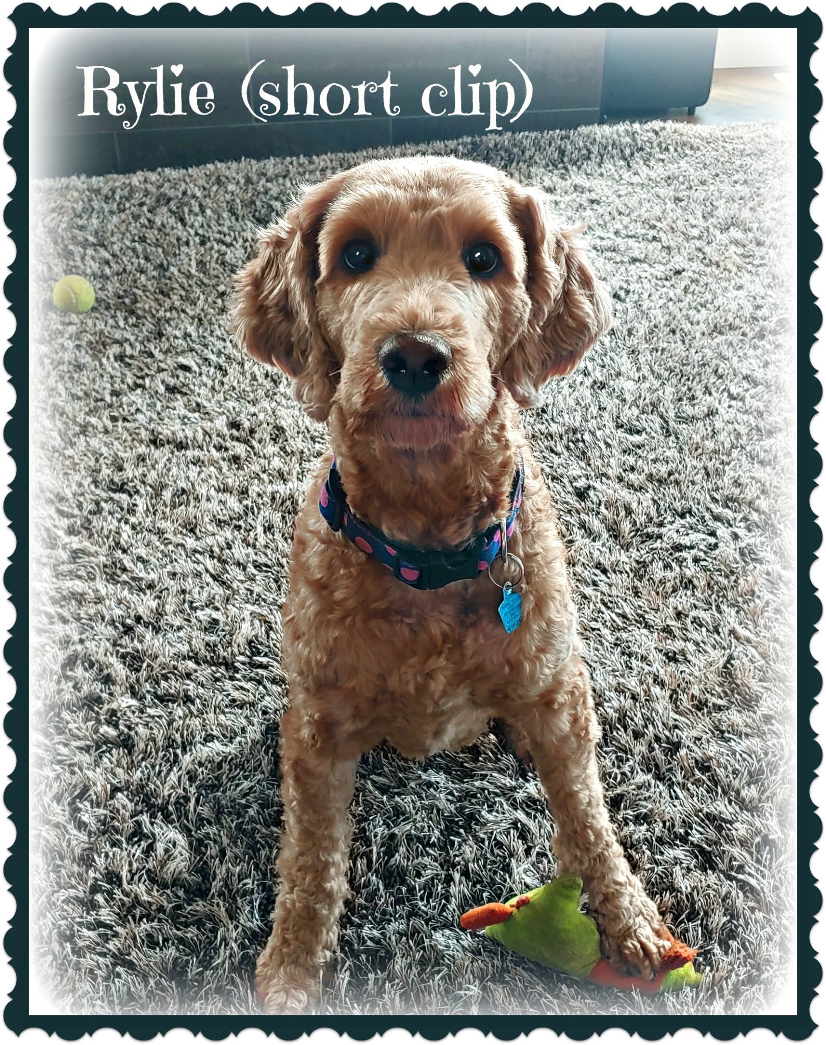 Goldendoodle Coat Types and Textures