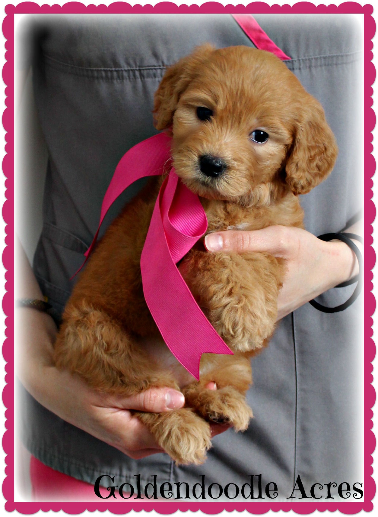 Emily Pink - Goldendoodle Acres