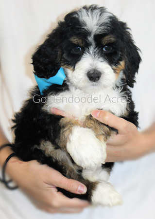 Brinley x Sully 6 Weeks Light Blue 9-22 - Goldendoodle Acres