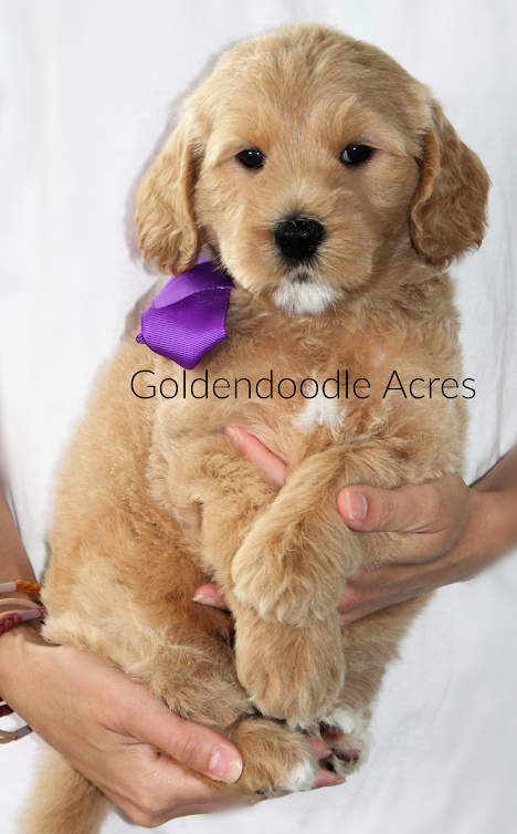 Ginger X Cash 6 weeks Purple 7-23 - Goldendoodle Acres