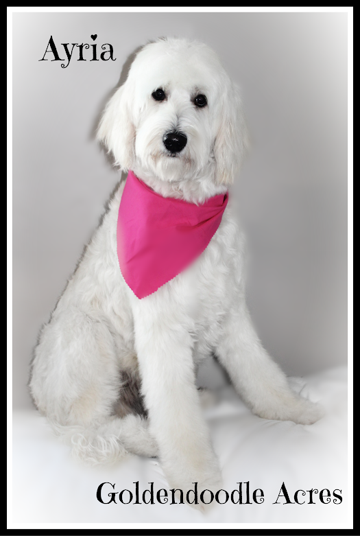 Ayria - Goldendoodle Acres