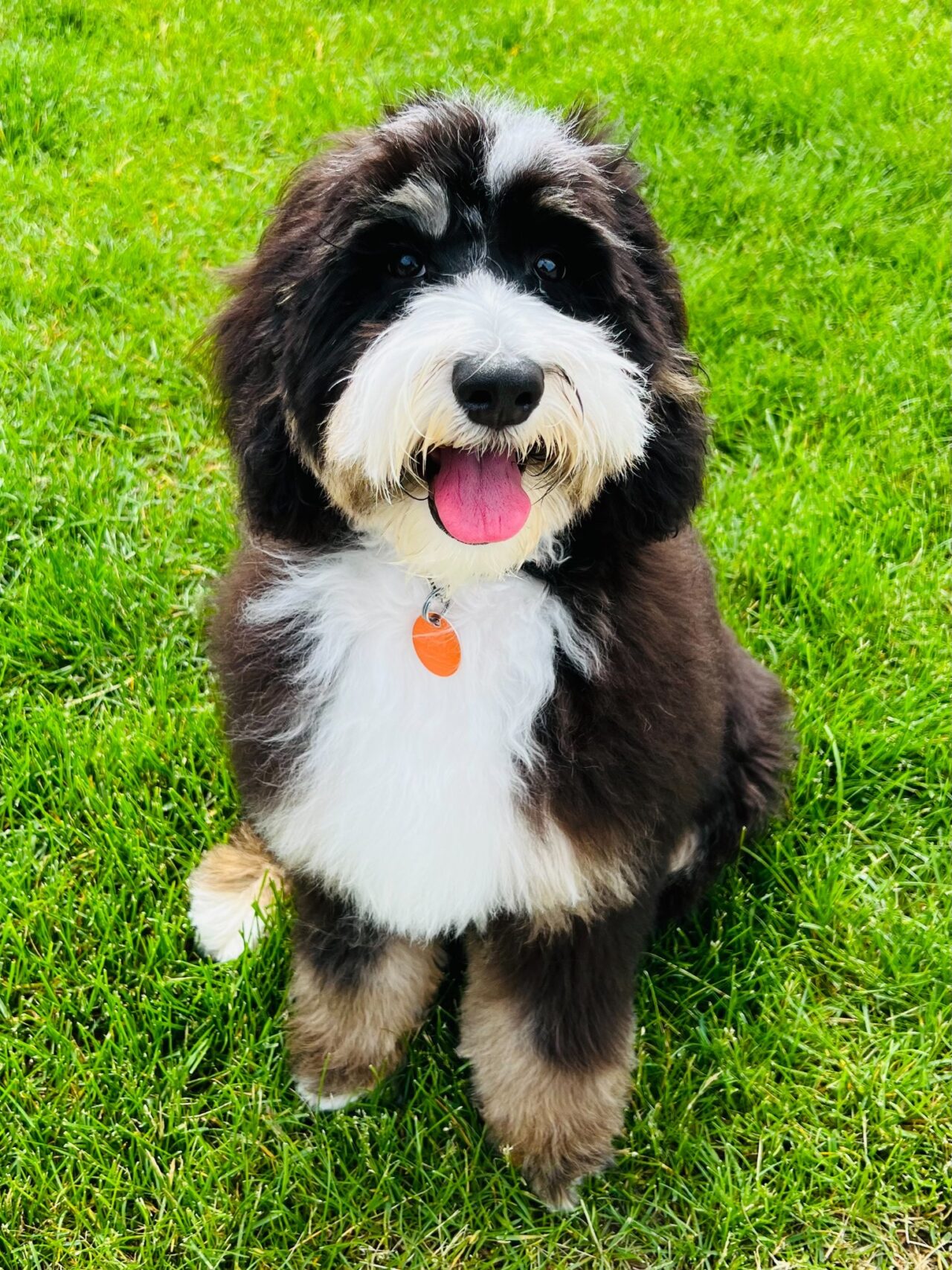 Your Goldendoodle and Bernedoodle breeder in Wisconsin.