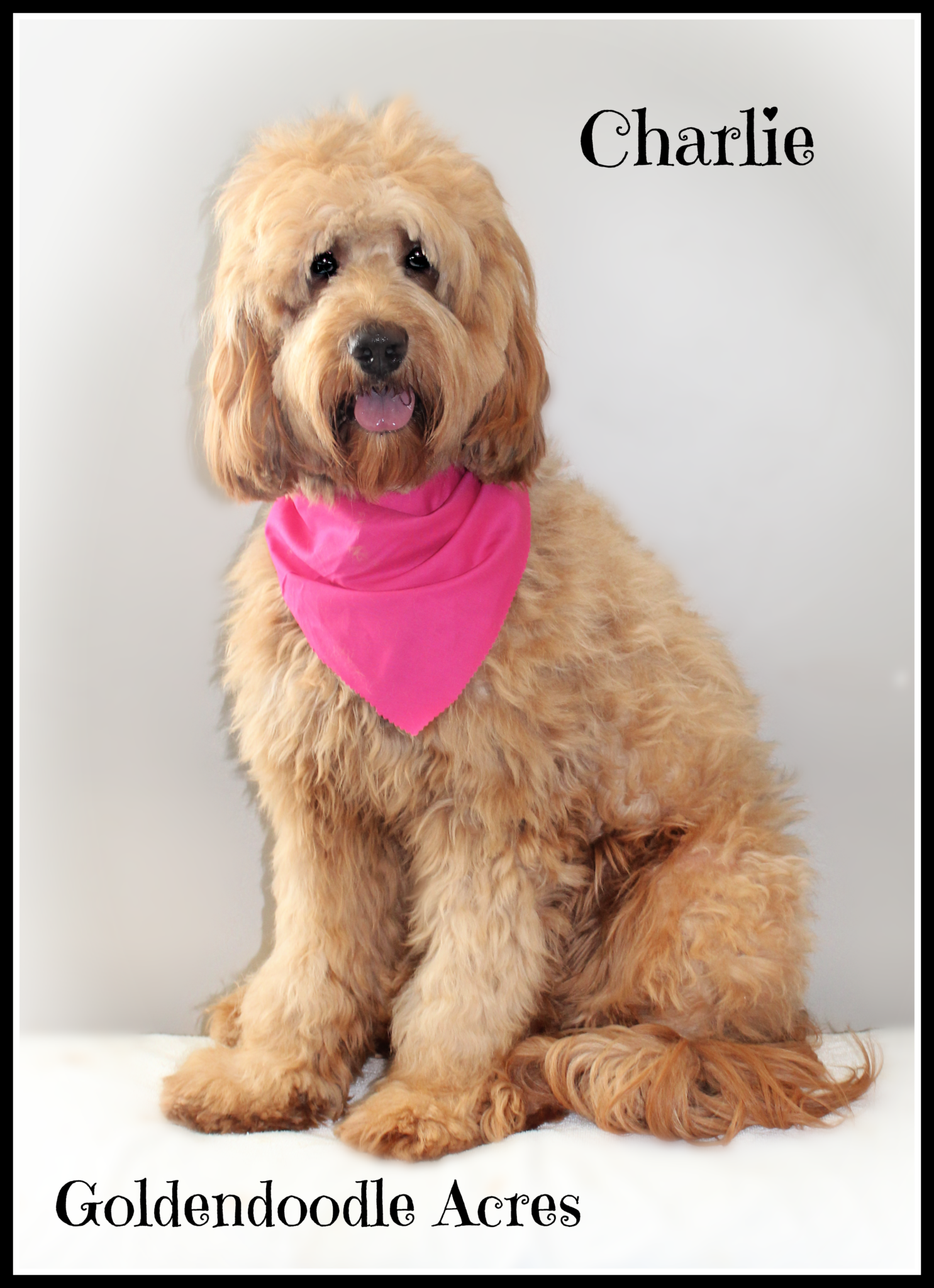 Meet our Moms at Goldendoodle Acres