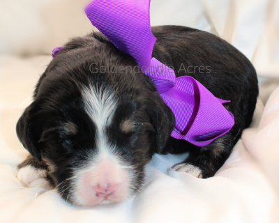 Nellie x Sully Purple - Goldendoodle Acres