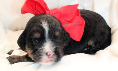 Nellie x Sully Red - Goldendoodle Acres