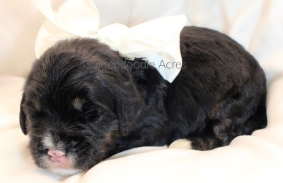Nellie x Sully White - Goldendoodle Acres