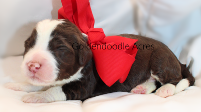 Stormi x SUlly Red - Goldendoodle Acres