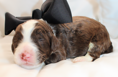 Stormi x Sully Black - Goldendoodle Acres