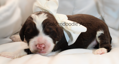 Stormi x Sully White - Goldendoodle Acres