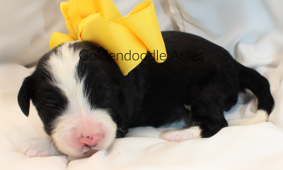 Stormi x Sully Yellow - Goldendoodle Acres