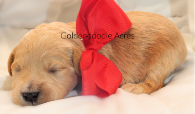 Aryia x FInley Red - Goldendoodle Acres