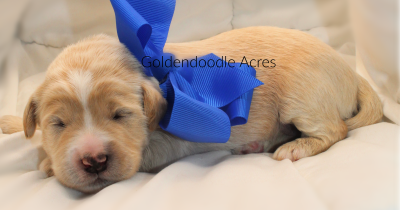 Aryia x Finley Blue - Goldendoodle Acres