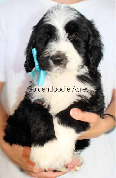 Stormi Light Blue - Goldendoodle Acres