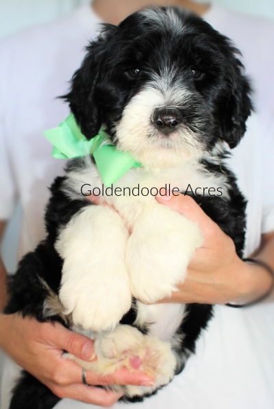 Stormi Light Green - Goldendoodle Acres