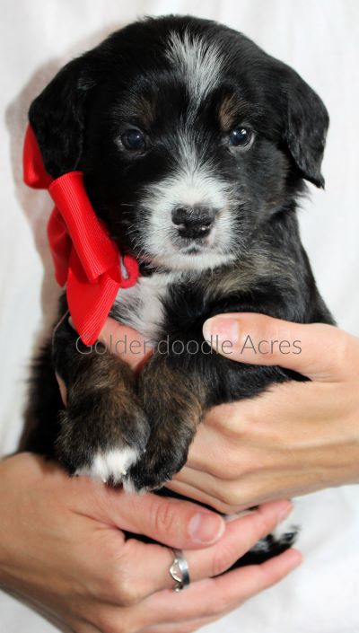 Annie x Bernie Red - Goldendoodle Acres